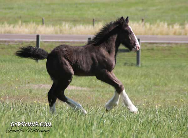 Gypsy Vanner Horses for Sale | Colt | Black | Black Ice