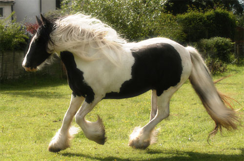 Caprice Gypsy Vanner Horses | Gypsy MVP
