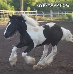 Gypsy Vanner Colts For Sale by GypsyMVP