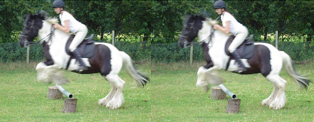 Fabien Gypsy Vanner Horses | Gypsy MVP