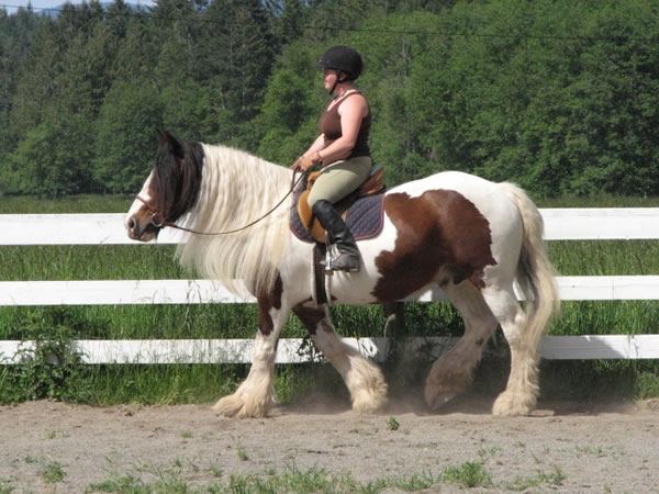 Gypsy MVP | Kerry | Gypsy Vanner Mare for Sale