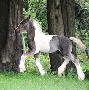 Gypsy Vanner Colts For Sale by GypsyMVP
