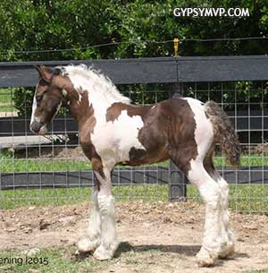 Gypsy Vanner Colts For Sale by GypsyMVP