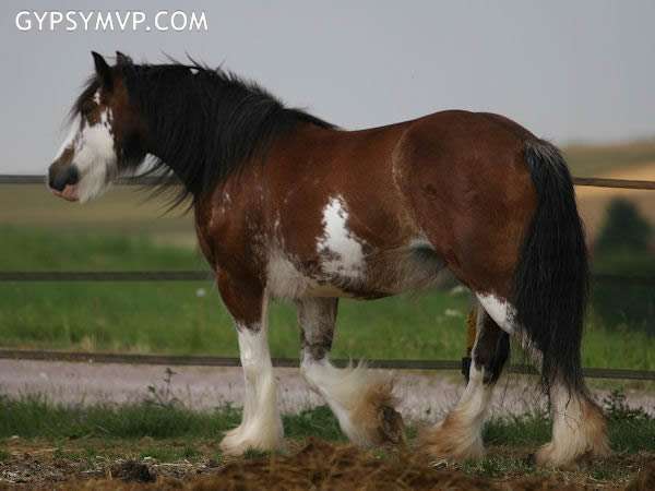 Gypsy Vanner Horses for Sale | Mare | Skewbald | Queen Splash