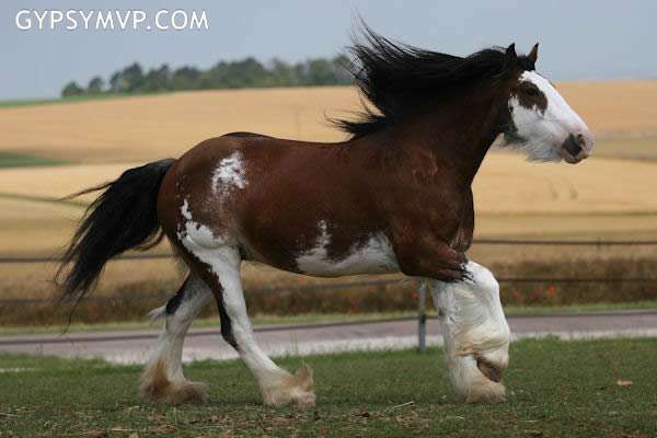 Gypsy Vanner Horses for Sale | Mare | Skewbald | Queen Splash