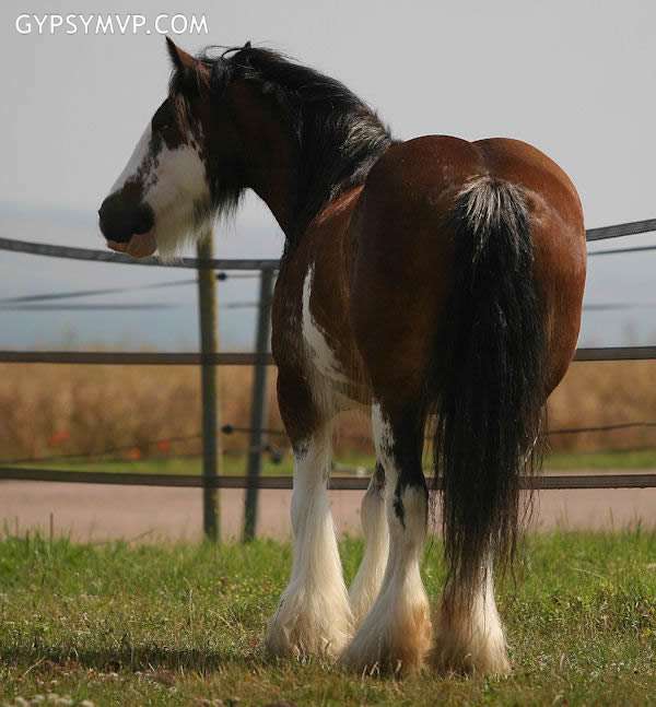 Gypsy Vanner Horses for Sale | Mare | Skewbald | Queen Splash
