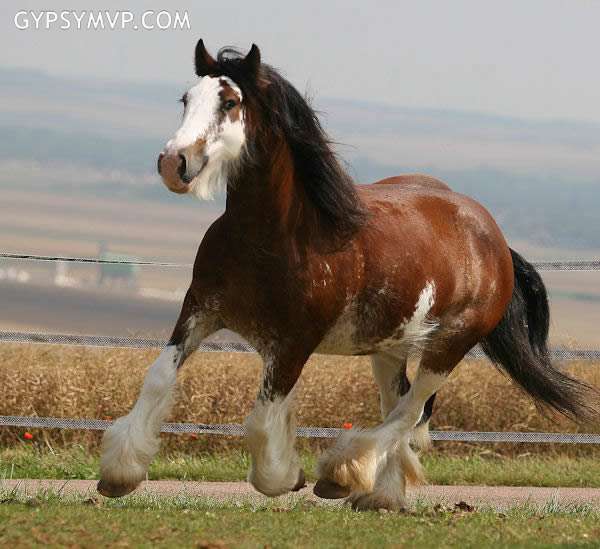 Gypsy Vanner Horses for Sale | Mare | Skewbald | Queen Splash