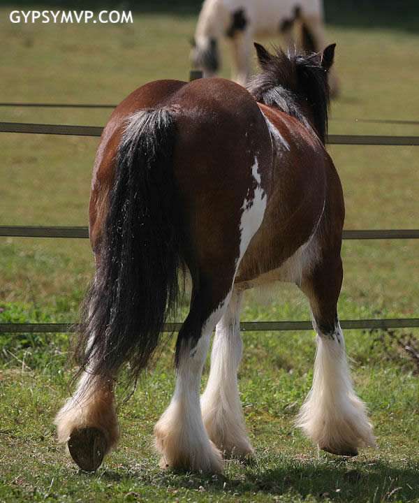 Gypsy Vanner Horses for Sale | Mare | Skewbald | Queen Splash