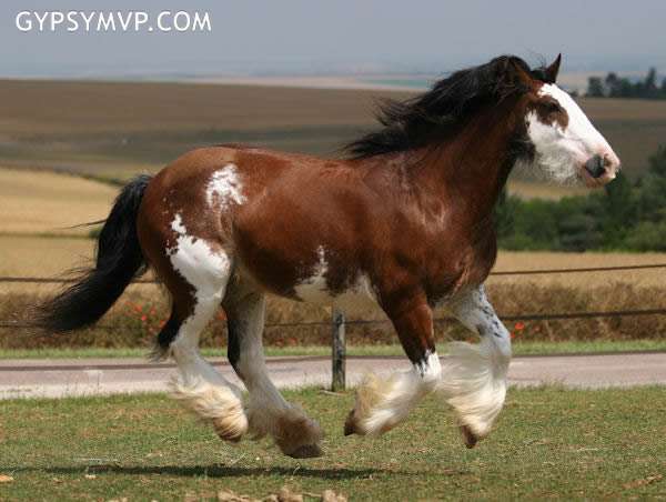 Gypsy Vanner Horses for Sale | Mare | Skewbald | Queen Splash