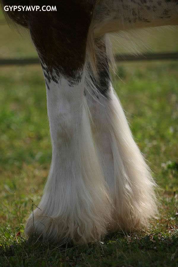 Gypsy Vanner Horses for Sale | Mare | Skewbald | Queen Splash