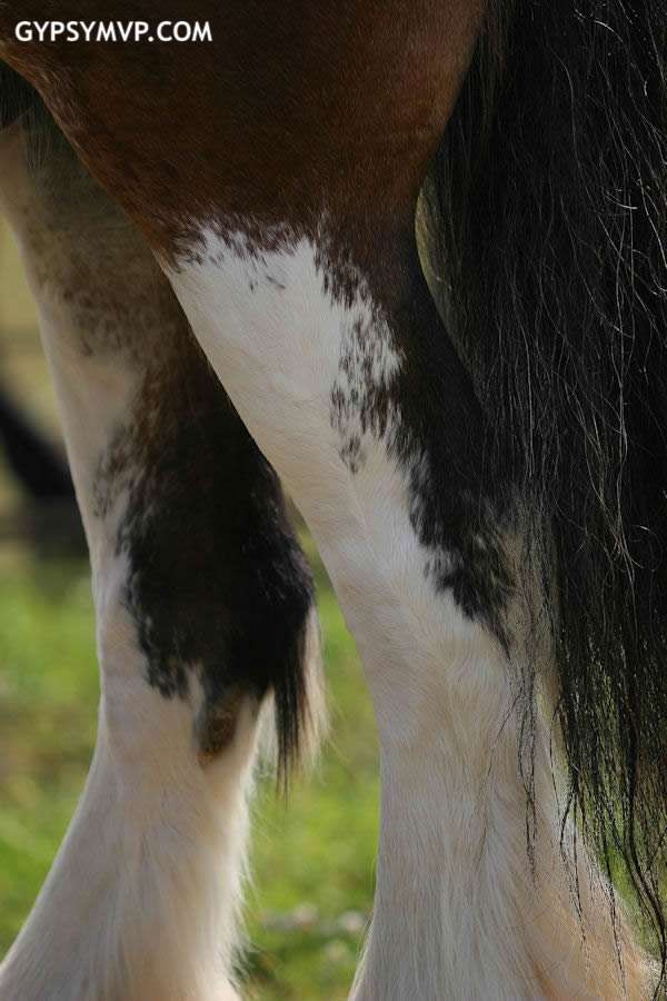 Gypsy Vanner Horses for Sale | Mare | Skewbald | Queen Splash