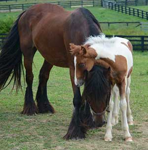 Gypsy Vanner Colts For Sale by GypsyMVP