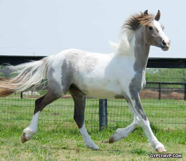 Gypsy MVP | Savannah | Gypsy-Arab Filly | Shadow Paint (Grey and White)