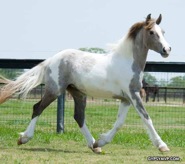 Gypsy MVP | Savannah | Gypsy-Arab Filly | Shadow Paint (Grey and White)