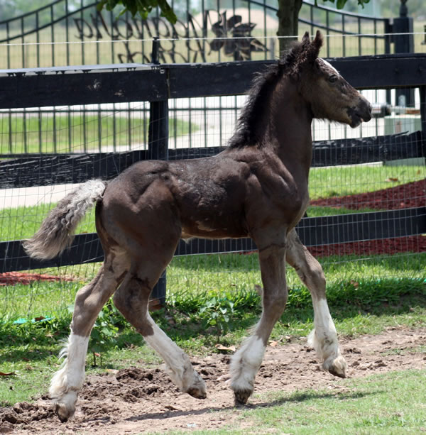 Gypsy MVP | Skywalker | Gypsy Vanner Colt for Sale | Seal Brown