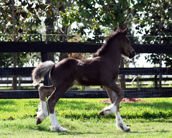 Gypsy MVP | Skywalker | Gypsy Vanner Colt for Sale | Seal Brown