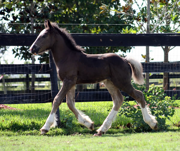 Gypsy MVP | Skywalker | Gypsy Vanner Colt for Sale | Seal Brown