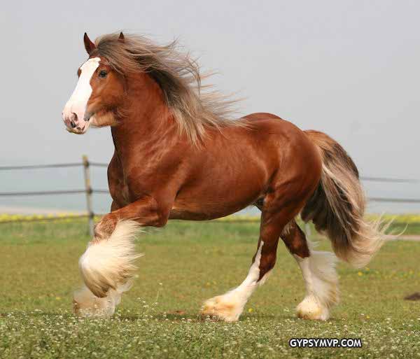 Gypsy Vanner Horse for Sale | Stallion | Flaxen mane and tail | Toffy